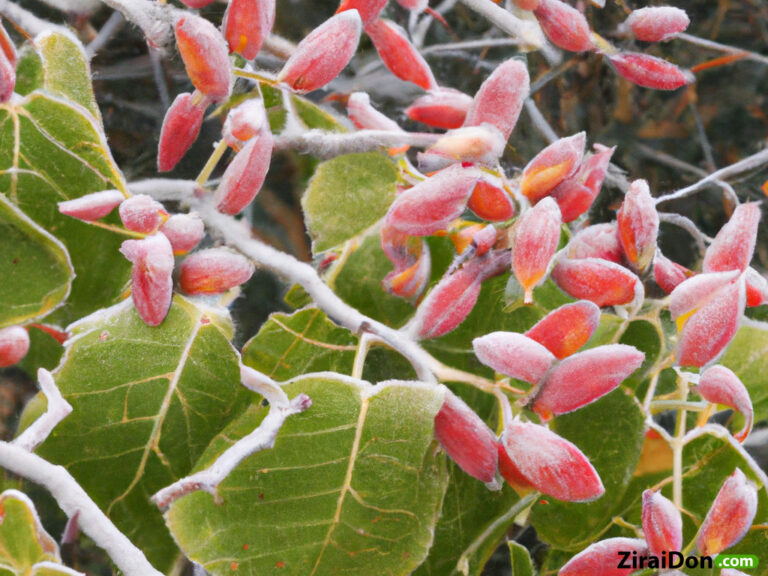 Ocak Ayı Zirai Don Uyarısı - Zirai Don Mücadele Makineleri - Yapay ...